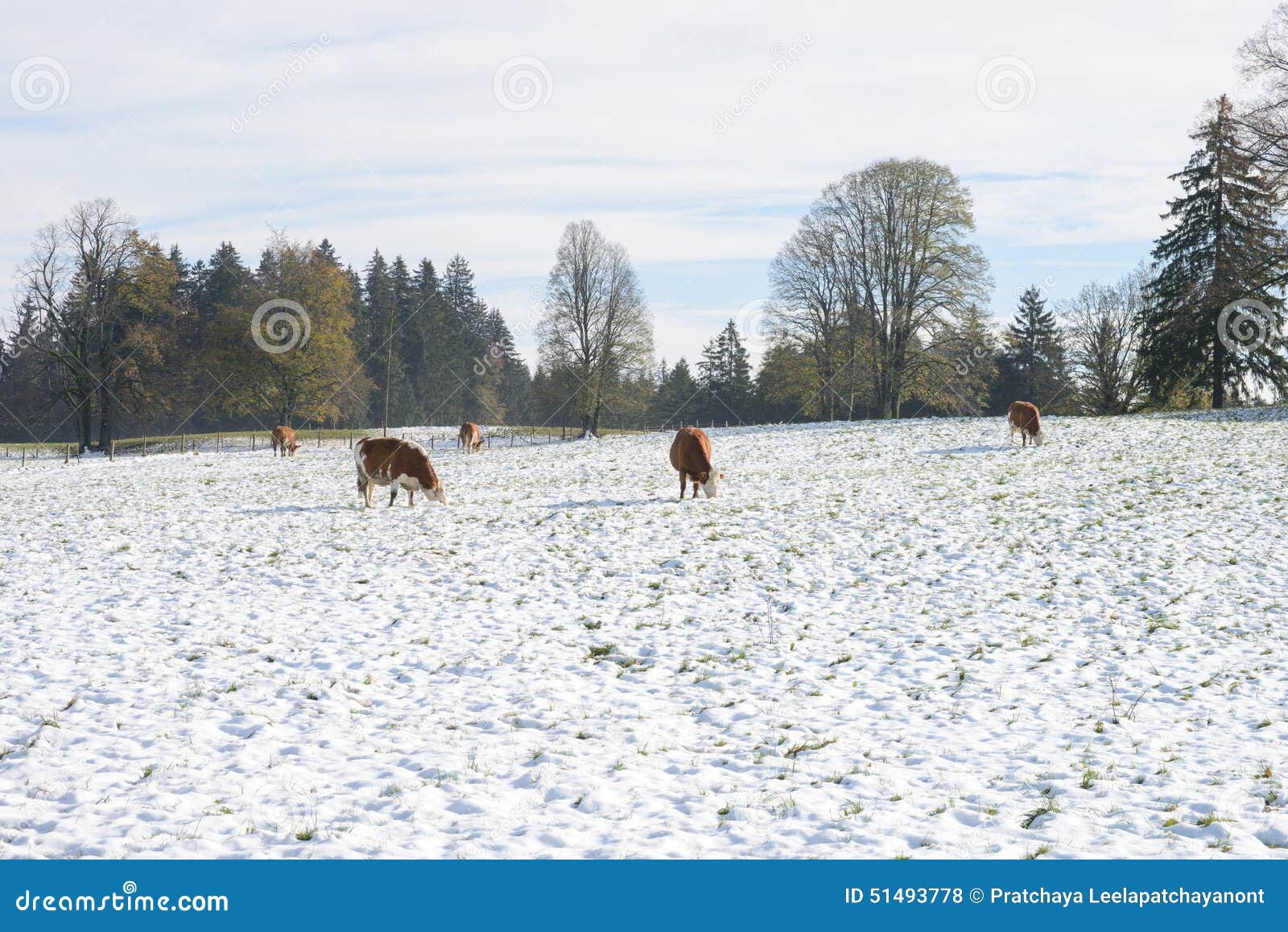 Cows in Winter Farm Field stock photo. Image of weather - 51493778