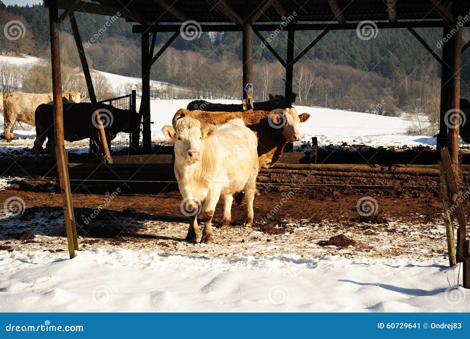 Cows in winter stock image. Image of agriculture, nature - 60729641