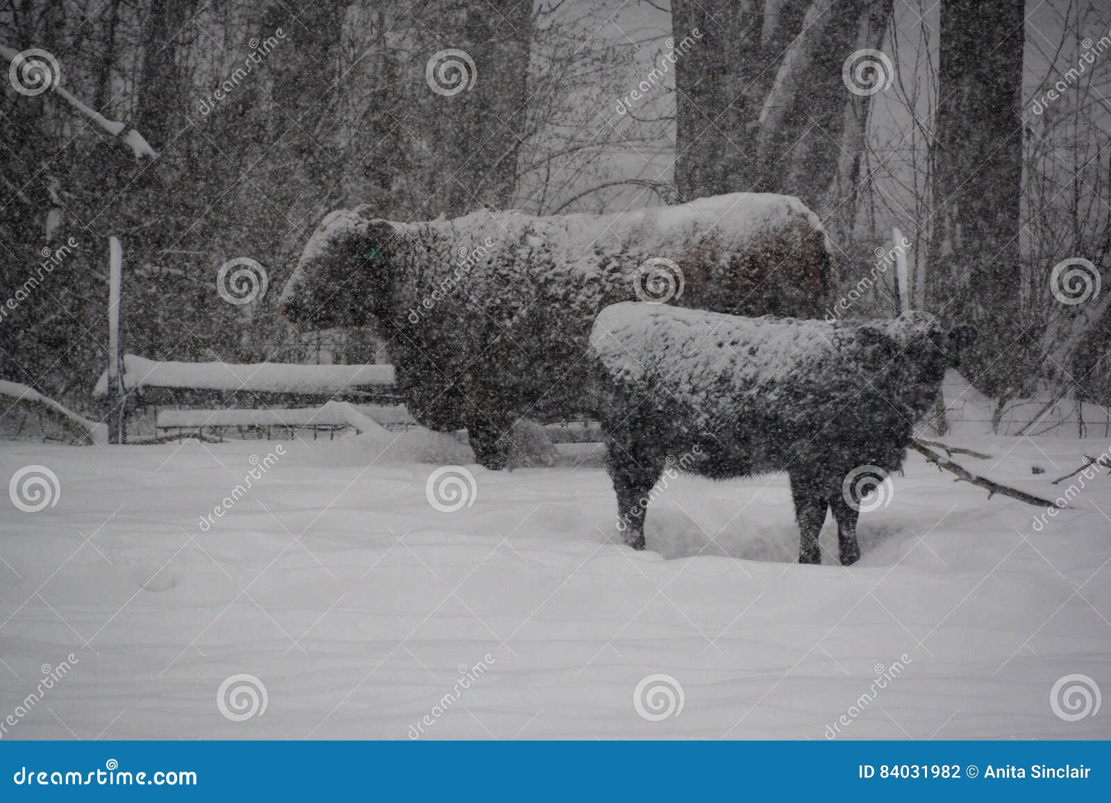 Cows during a winter storm stock photo. Image of blizzard - 84031982