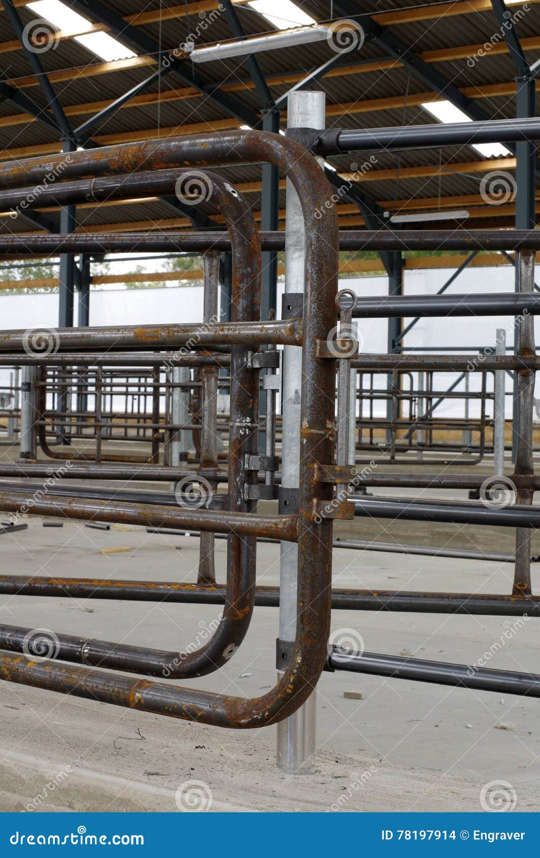 Cowshed construction stock photo. Image of industrial - 78197914