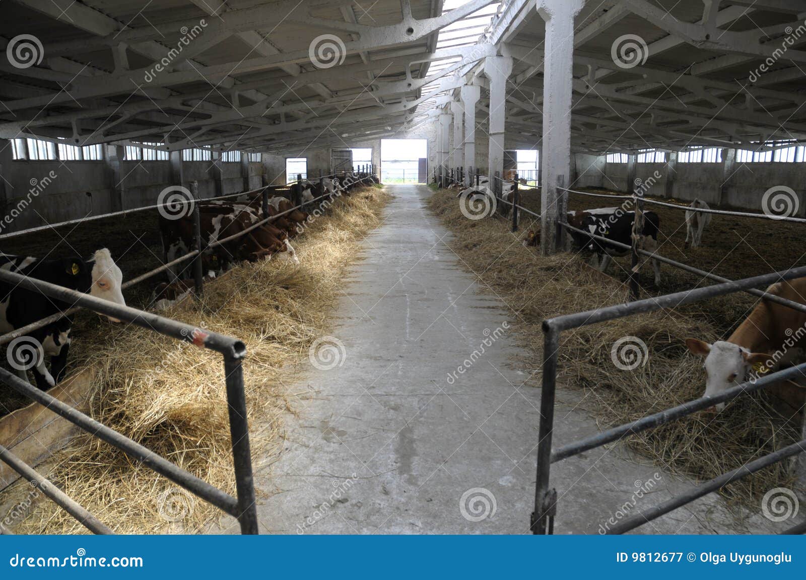 Cowshed with cows stock image. Image of field, scene, dairy - 9812677