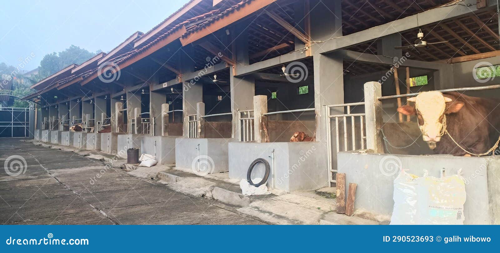 Cowshed with Fat and Healthy Cows Stock Image - Image of cattle ...