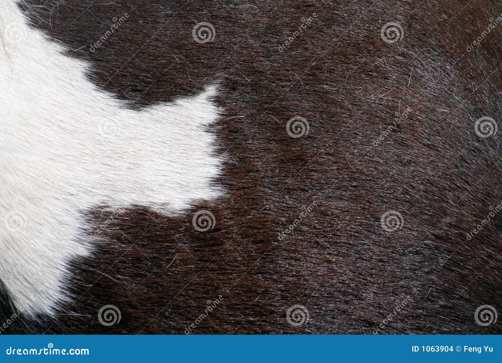 1,552 Cowskin Stock Photos - Free & Royalty-Free Stock Photos from ...