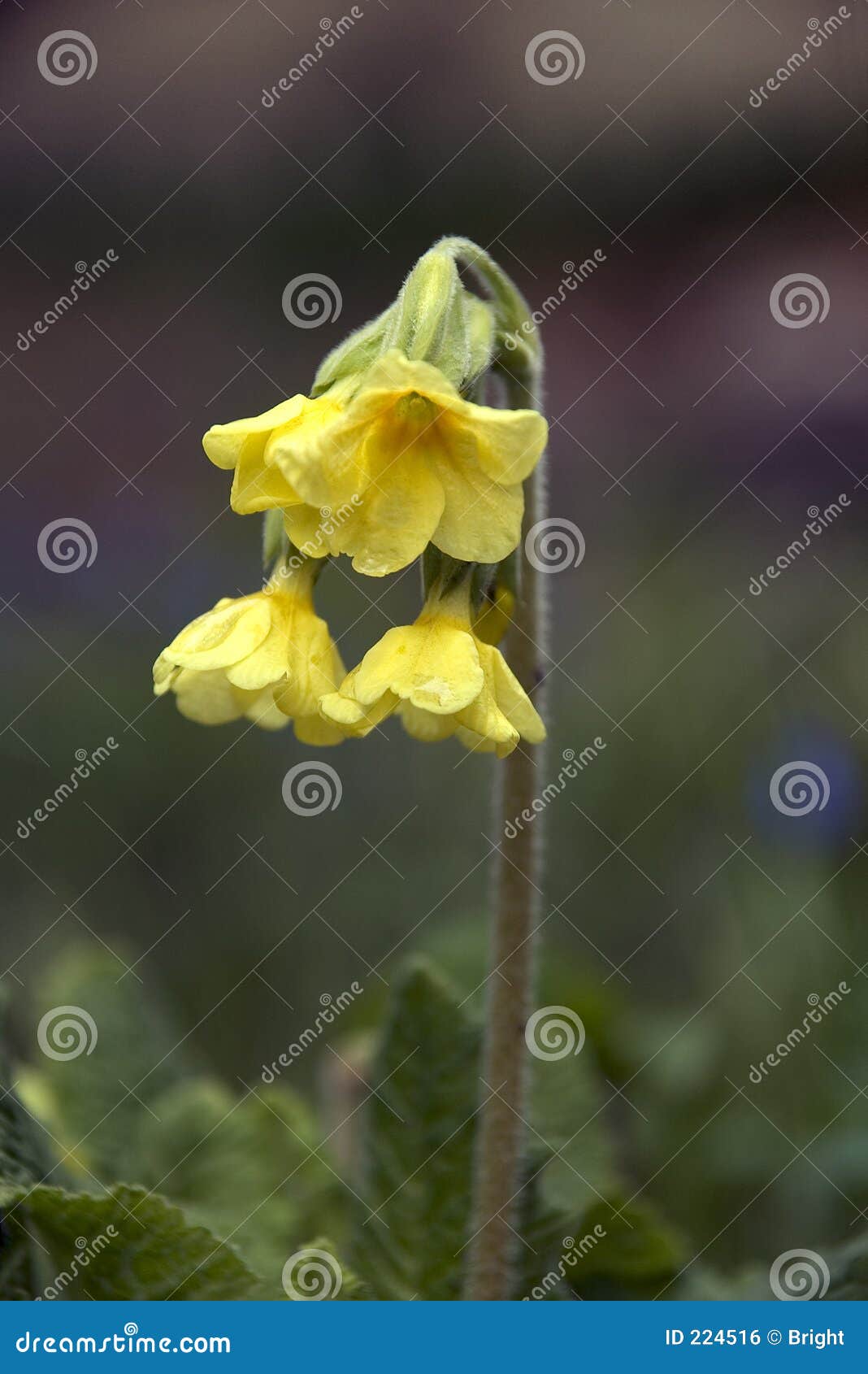 Cowslip stock photo. Image of focus, bunch, meadow, smell - 224516