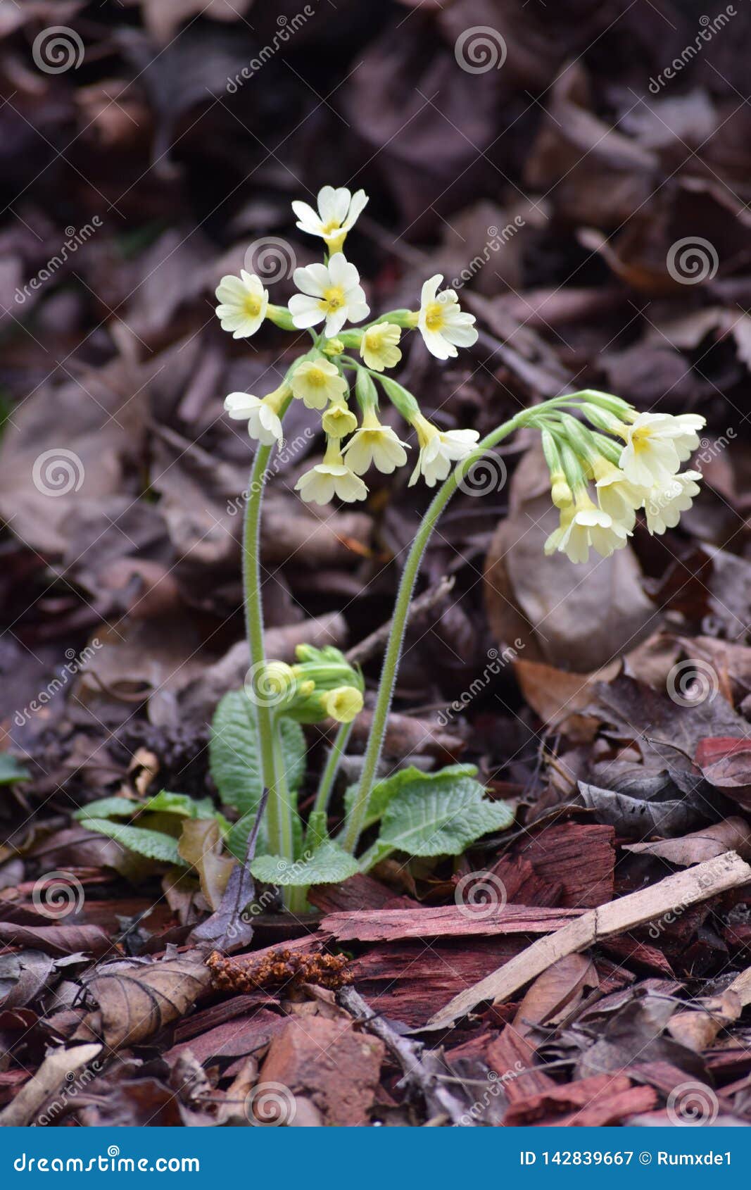 Cowslip in Autumn leaves stock image. Image of early - 142839667