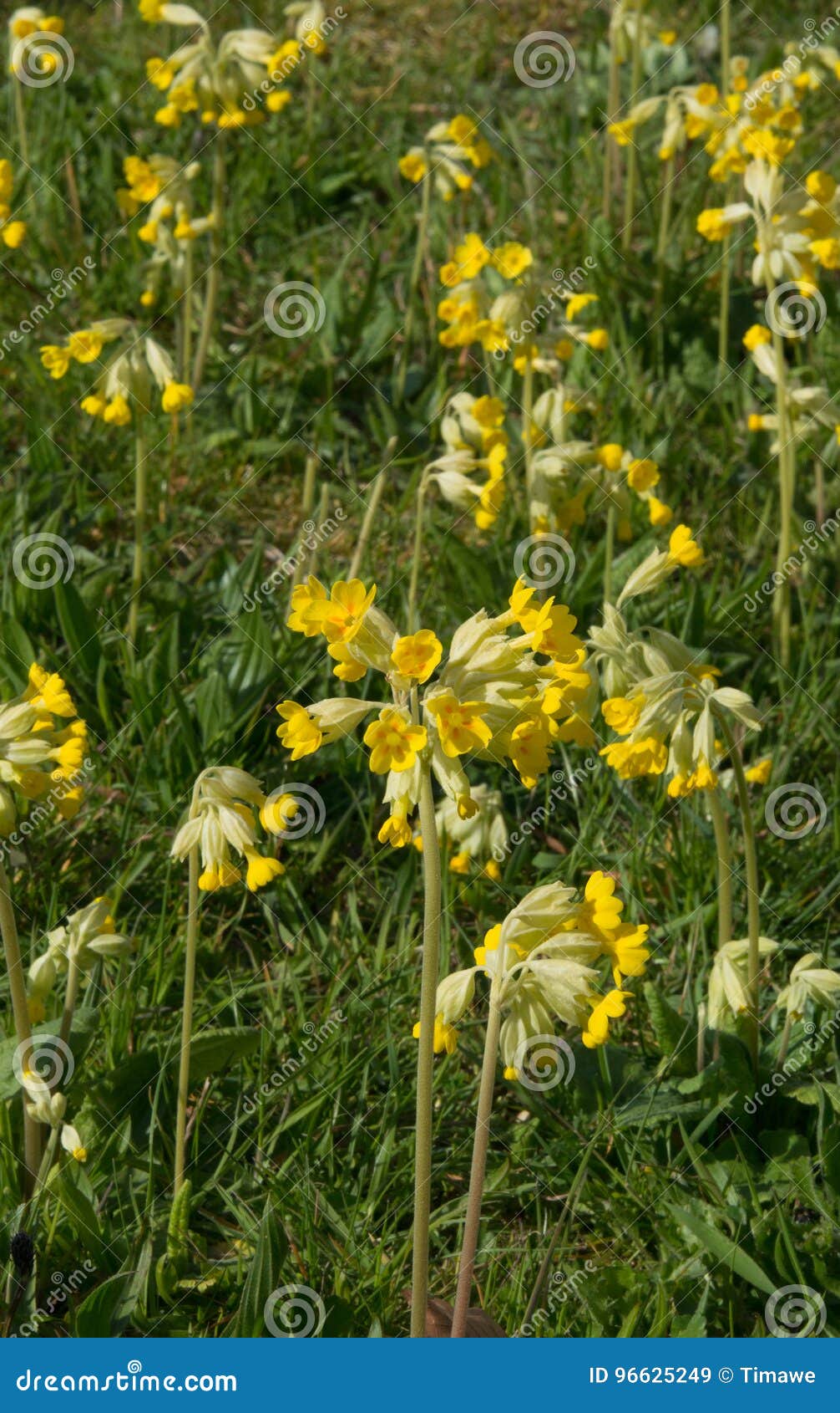 Cowslip stock image. Image of field, flower, bloom, british - 96625249