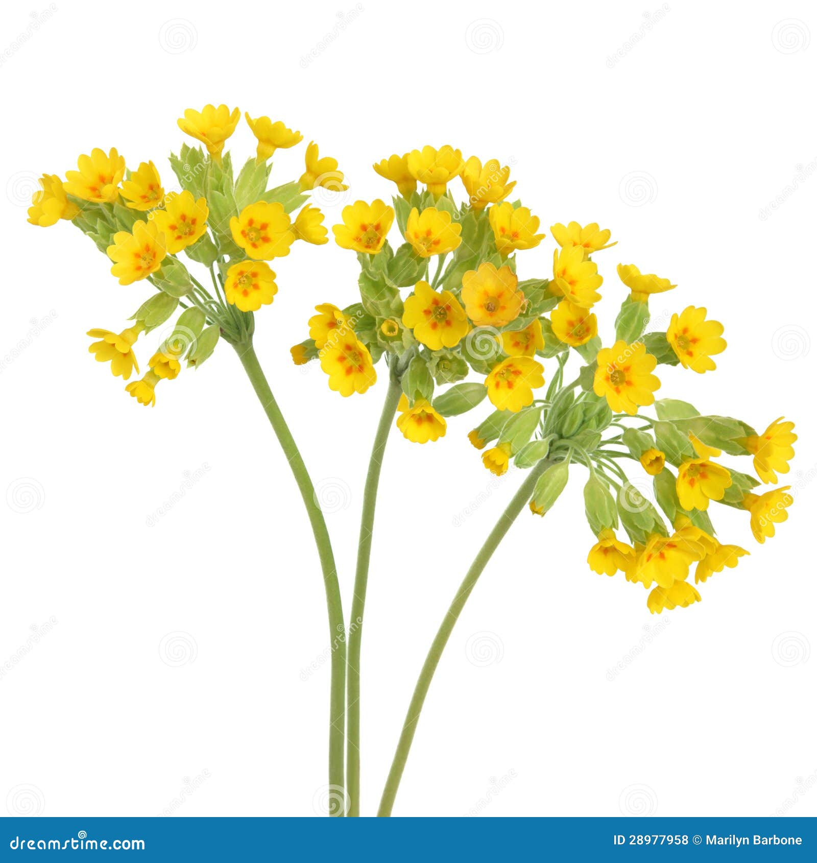 Cowslip Flowers stock photo. Image of closeup, wild, medicinal - 28977958