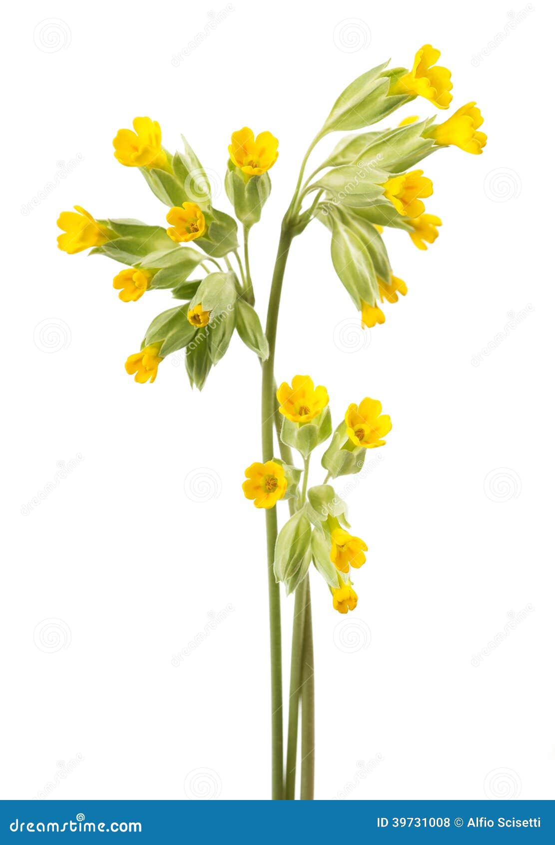 English Cowslip Flower