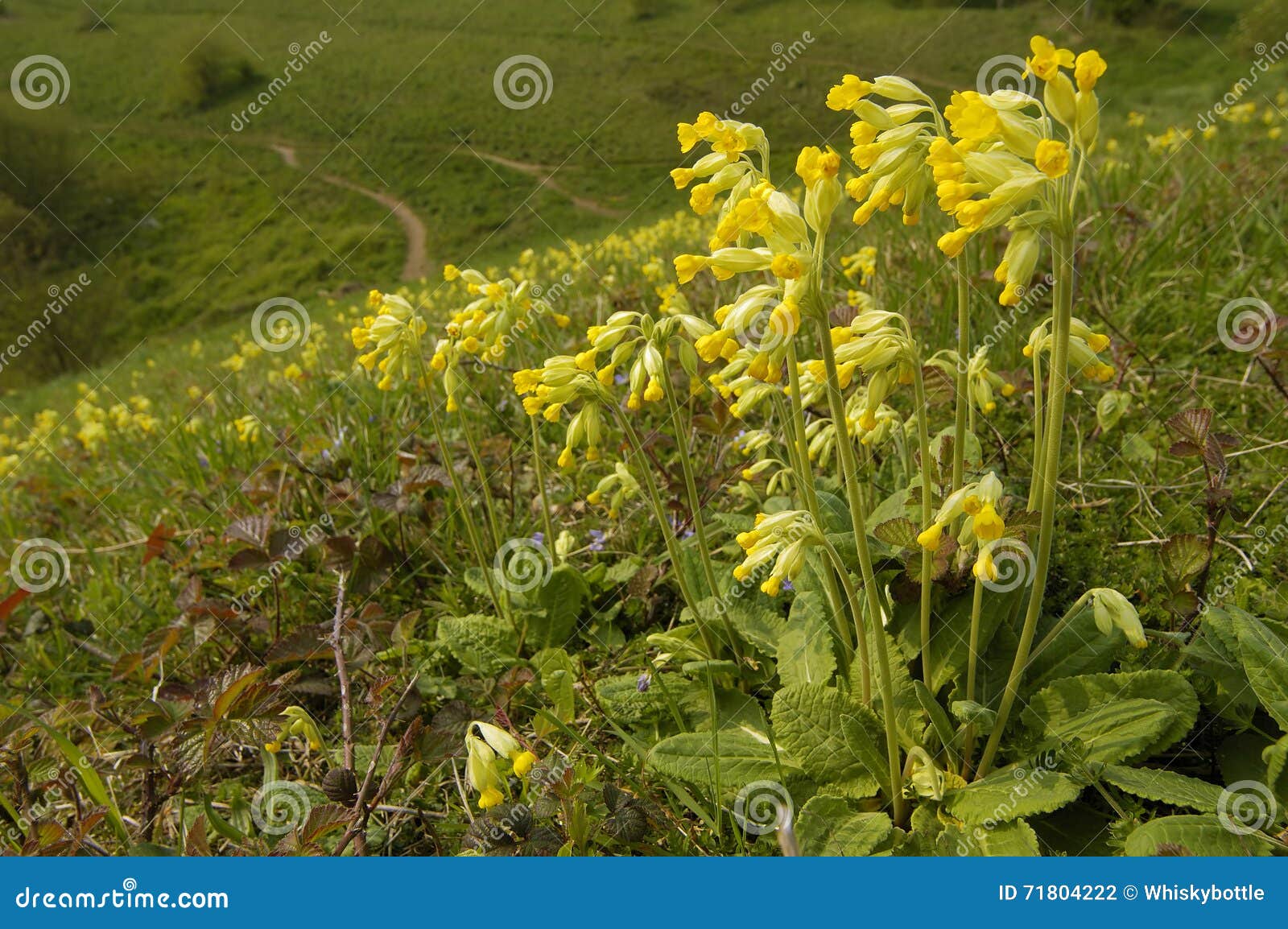 Cowslip stock photo. Image of horizontal, britain, wild - 71804222
