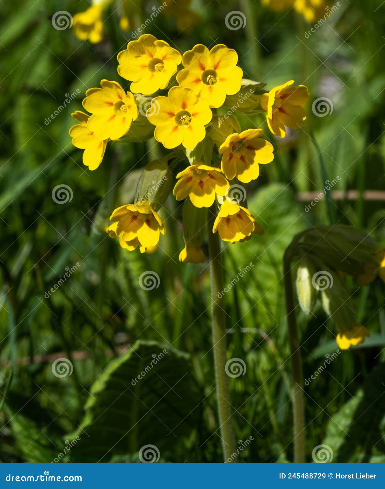 Cowslip, Primula Veris, Primula Officinalis, Primulaceae Stock Image ...