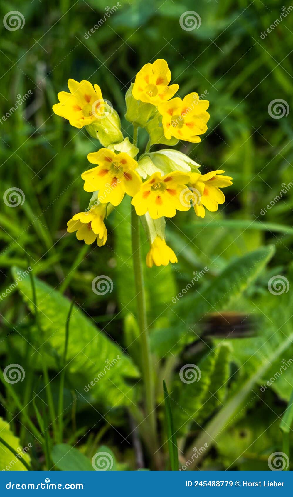 Cowslip, Primula Veris, Primula Officinalis, Primulaceae Stock Image ...