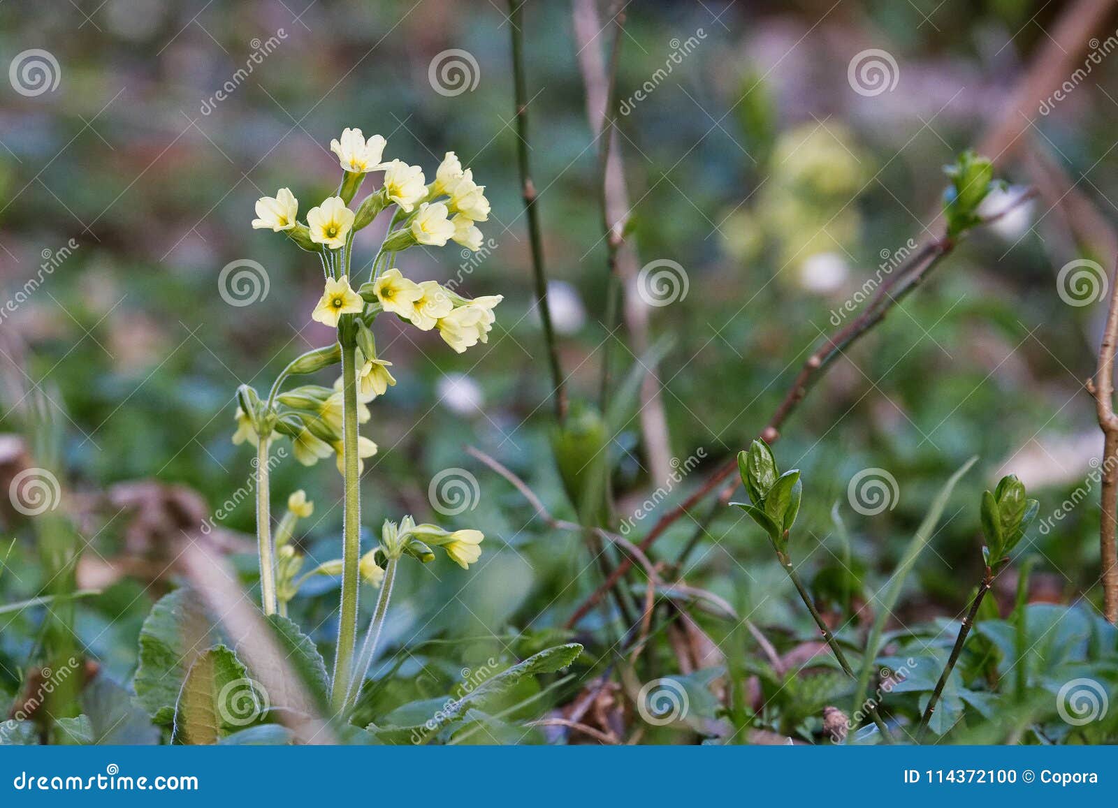 Cowslip Primula Veris in a Wild Stock Photo - Image of fresh, primrose ...