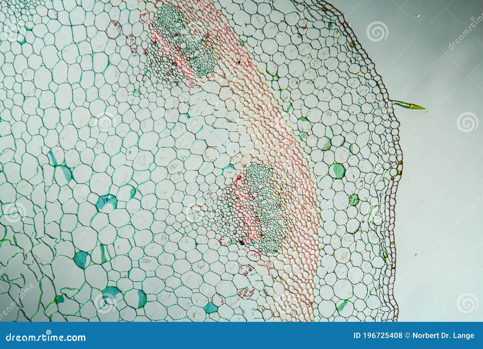 Cowslip stem stock photo. Image of cowslip, switzerland - 196725408