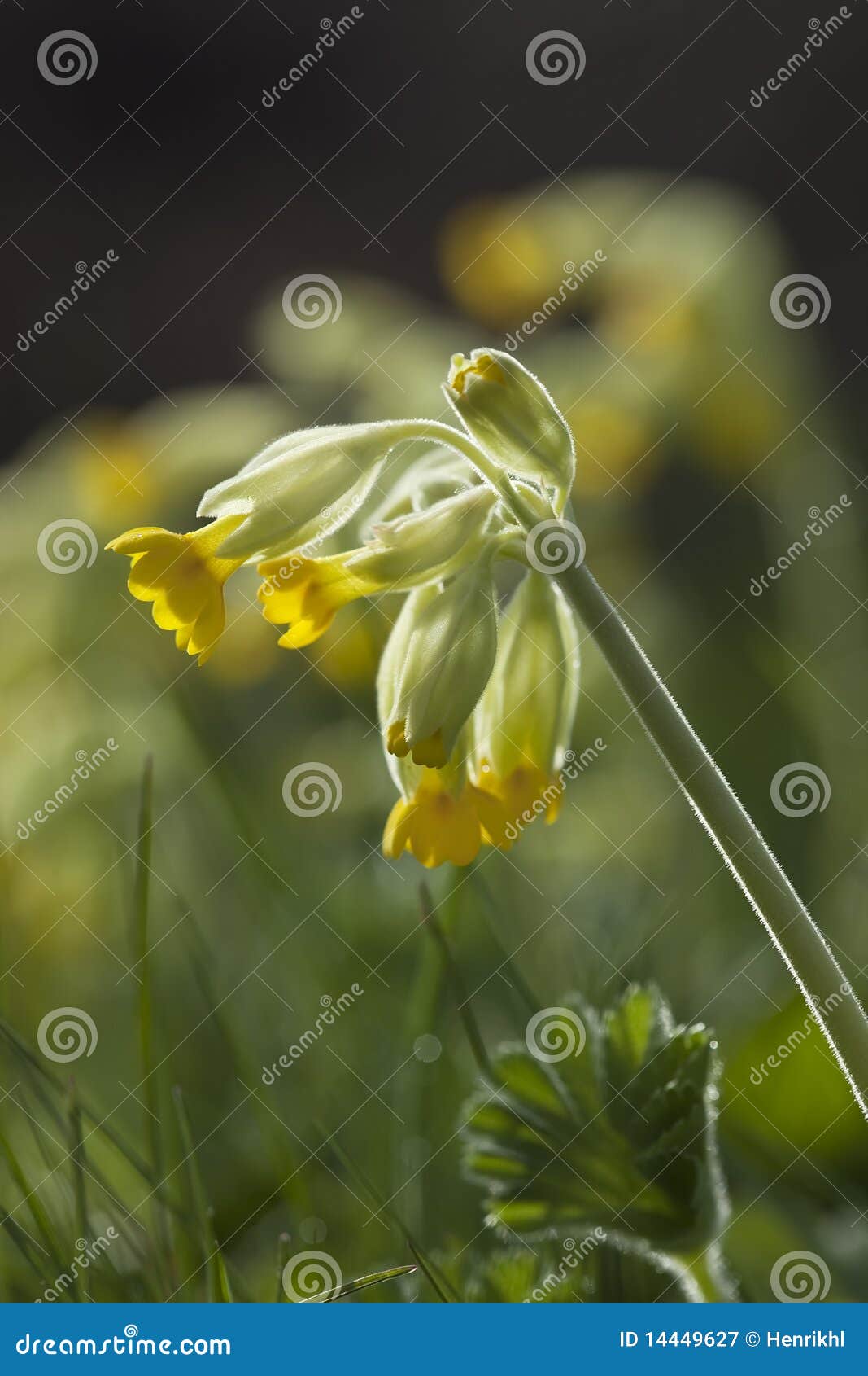 Cowslip (veris Del Primula) Imagen de archivo - Imagen de crecimiento ...