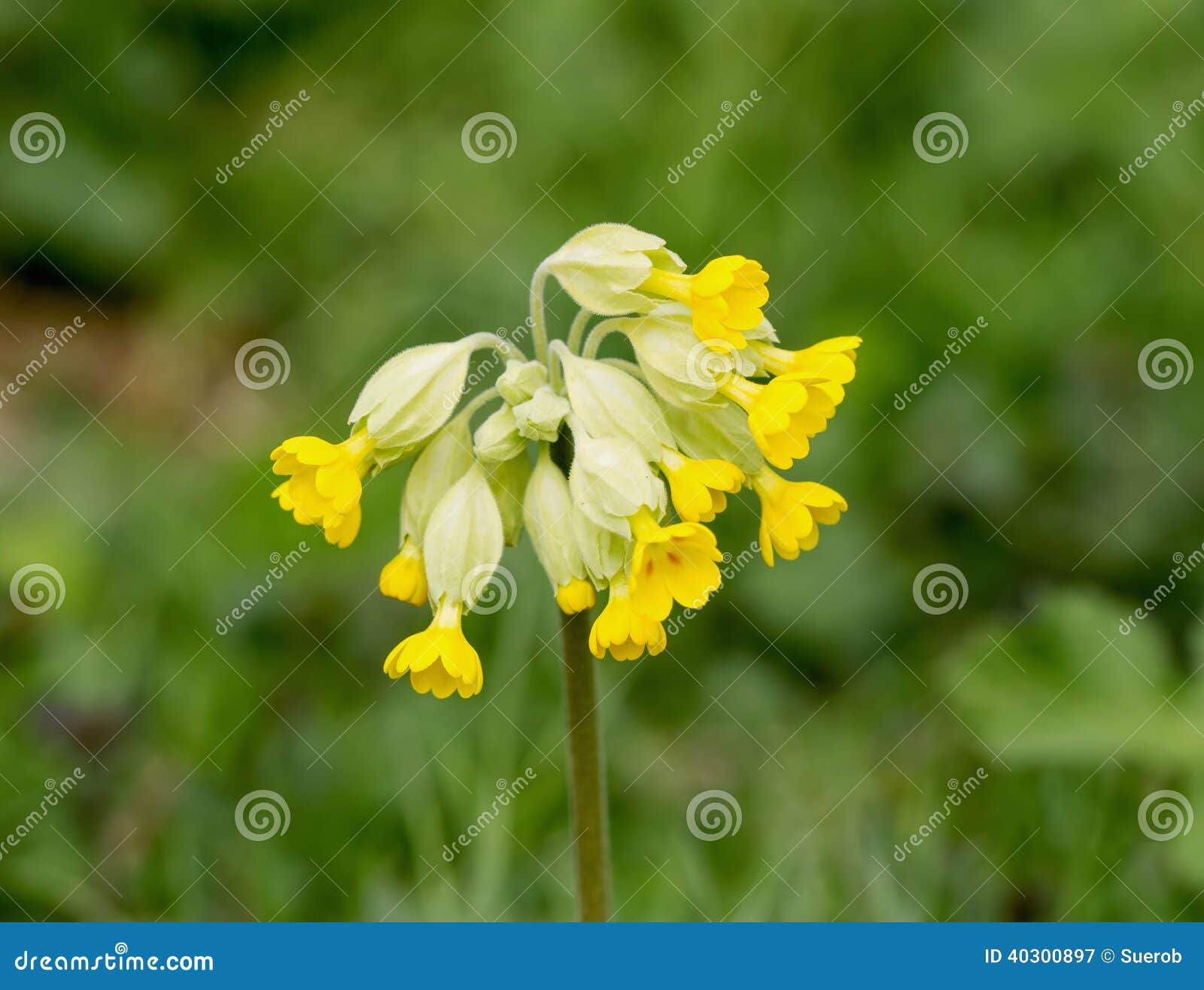 Cowslip stock image. Image of flower, perennial, nature - 40300897