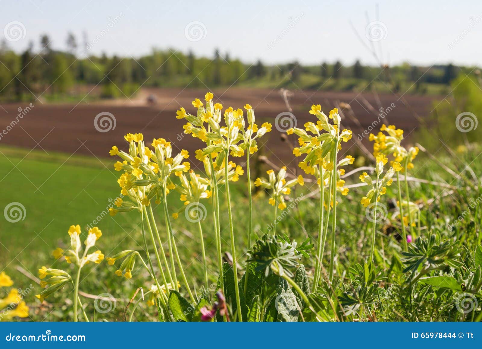 Cowslips in a country stock photo. Image of primula, cowslip - 65978444