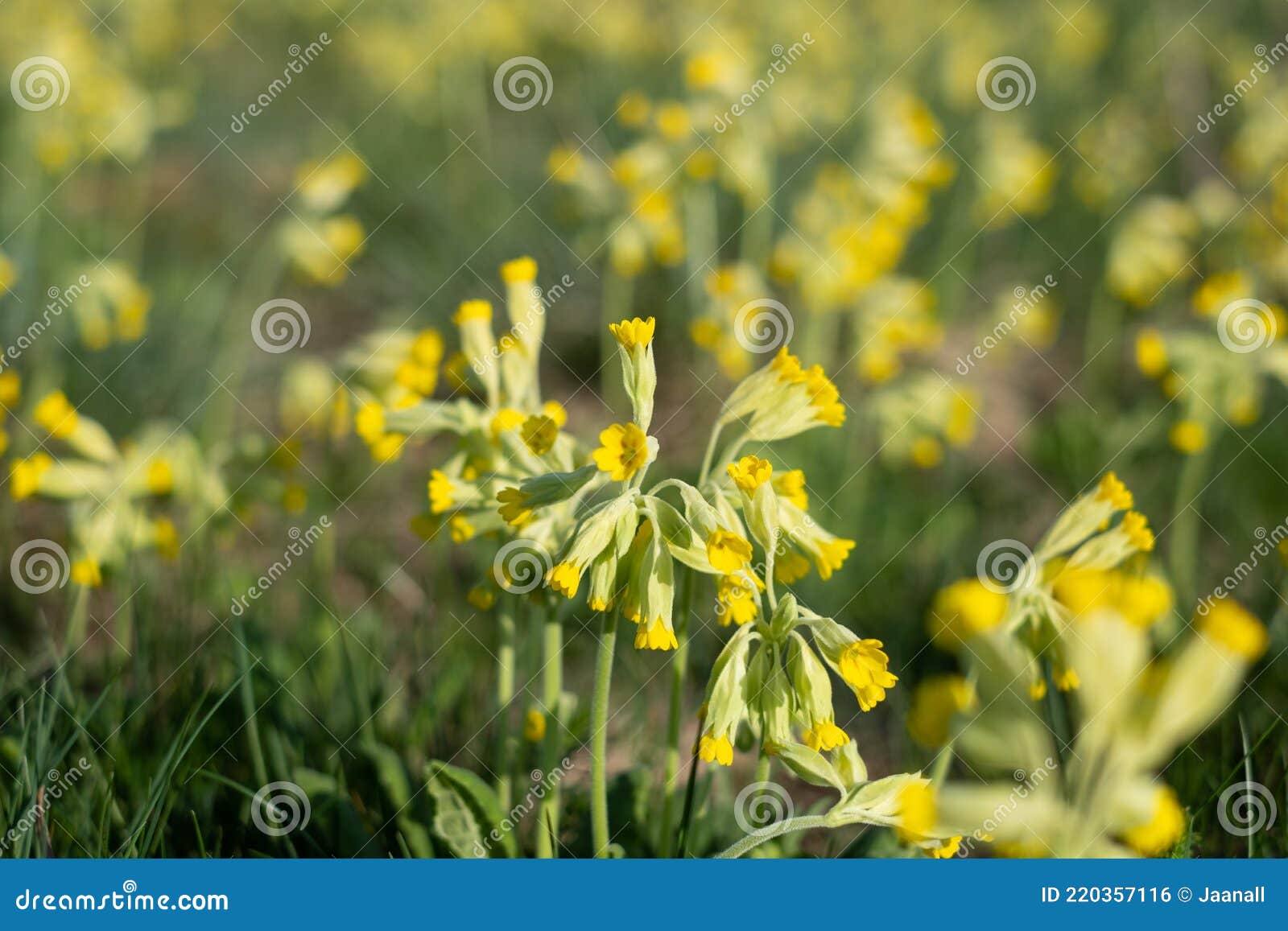 Cowslips stock photo. Image of natural, nature, field - 220357116