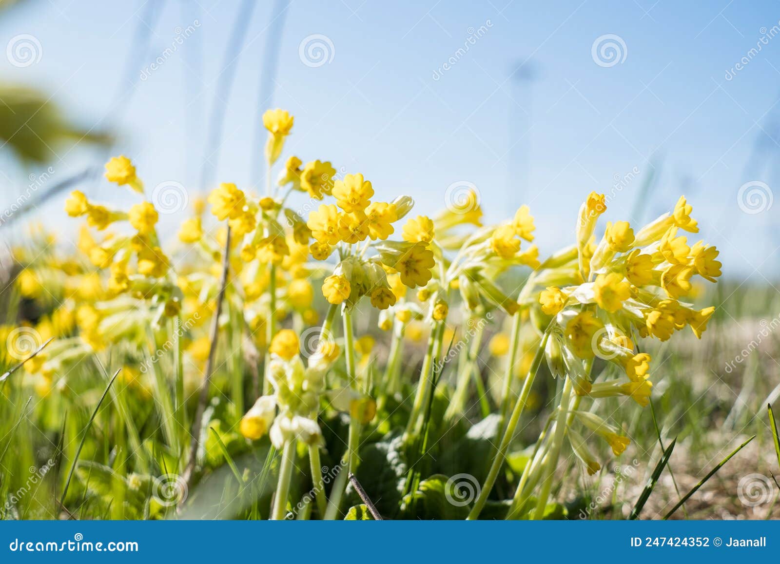 Cowslips stock photo. Image of cowslip, meadow, natural - 247424352