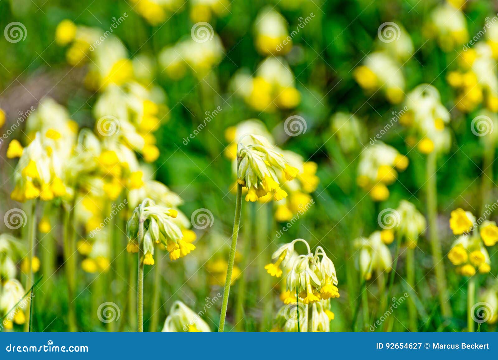 Cowslips in the Meadow stock image. Image of plant, sunny - 92654627