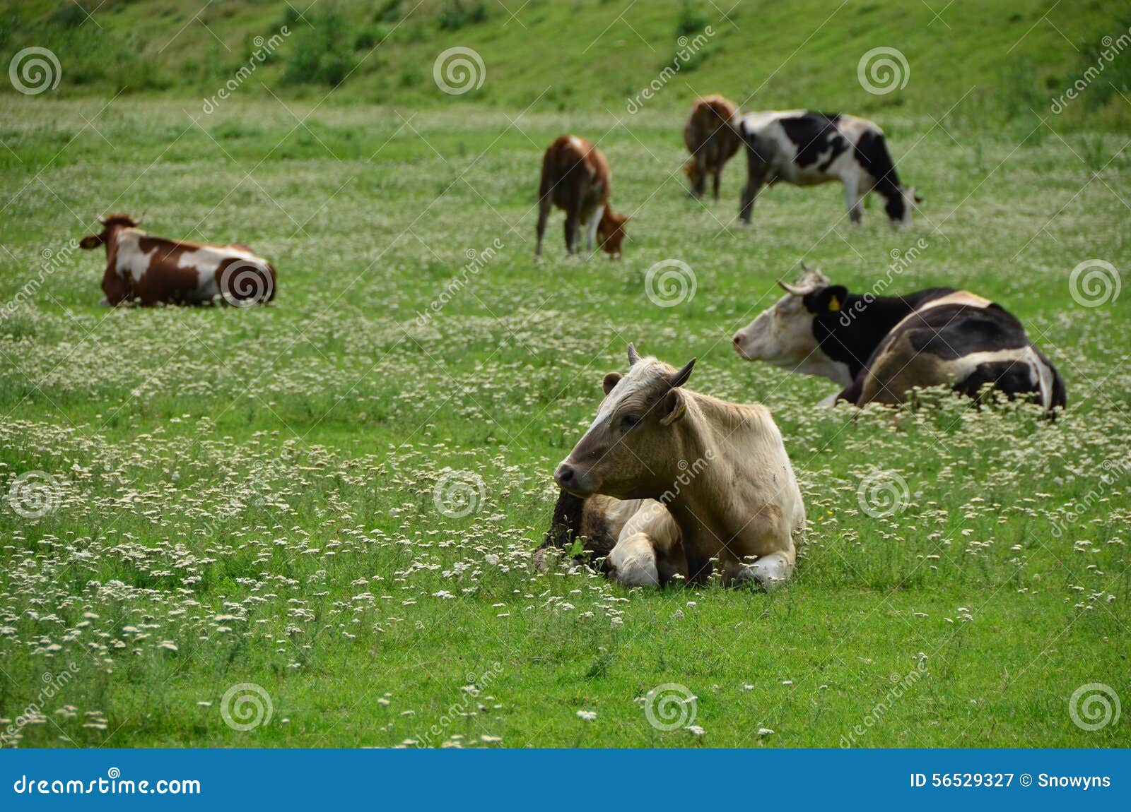 Cows in a green pasture stock image. Image of agriculture - 56529327