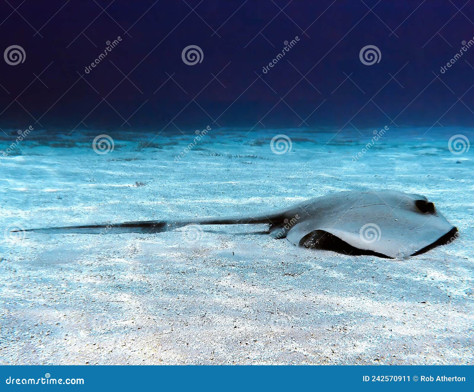 A Cowtail Stingray Pastinachus Sephen in the Red Sea Stock Image ...