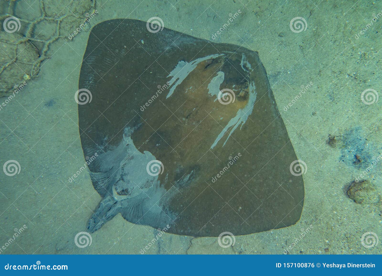 Cowtail Stingray on the Seabed in the Red Sea Stock Photo - Image of ...