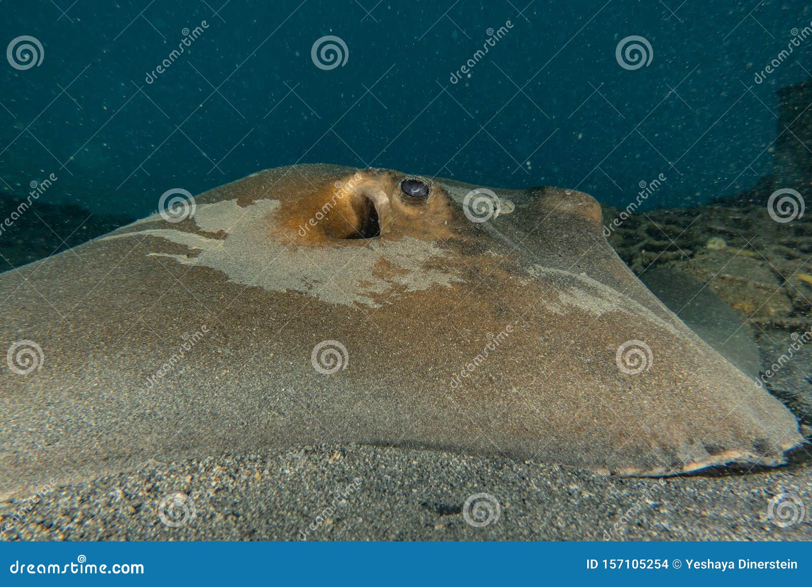 Cowtail Stingray on the Seabed in the Red Sea Stock Photo - Image of ...