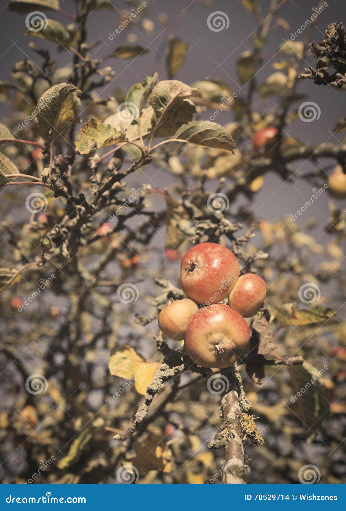 Cox Orange Apples on a Tree in Autumn Sun Stock Photo - Image of ...