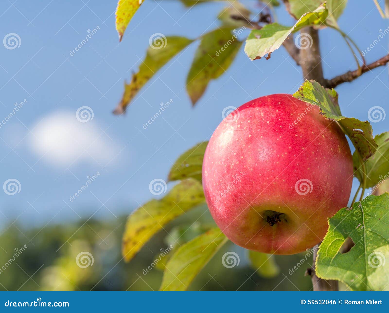 Cox orange pippin apple stock photo. Image of branch - 59532046