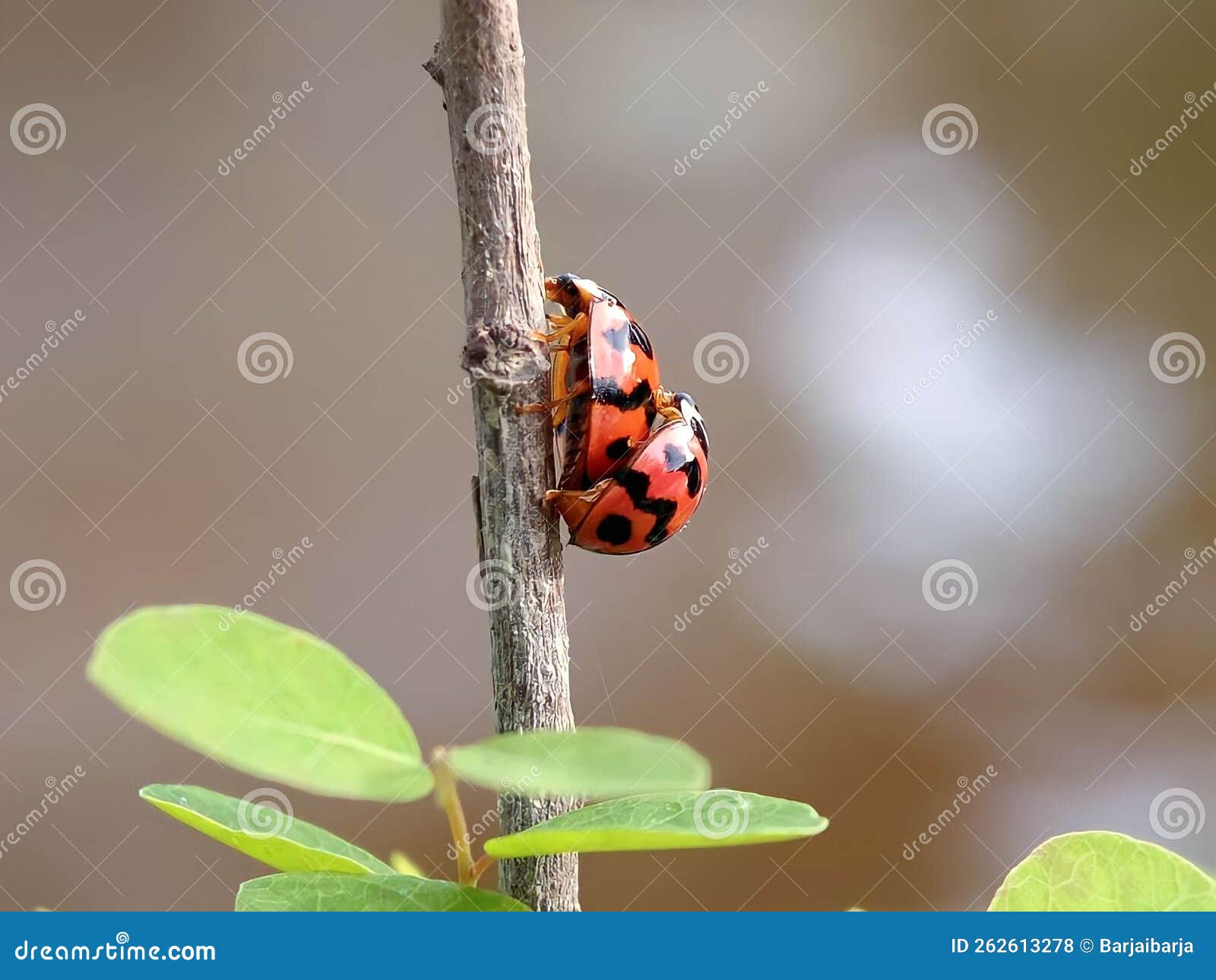 Coxide beetles stock photo. Image of invertebrate, arthropod - 262613278