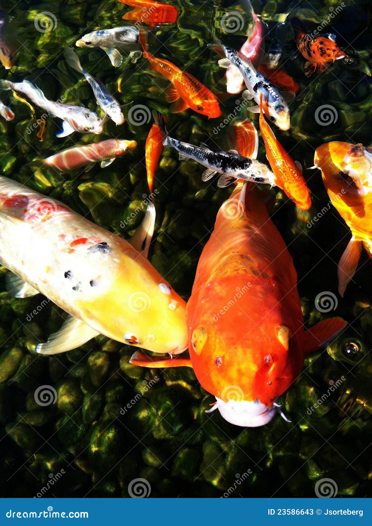 Coy stock image. Image of water, peace, fish, vibrant - 23586643