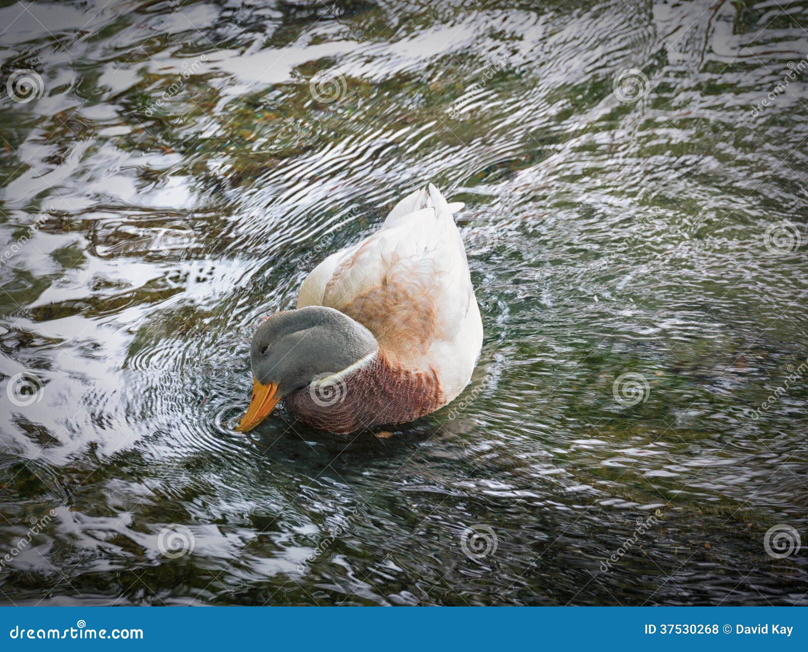 Coy Duck stock photo. Image of beak, river, yellow, stream - 37530268
