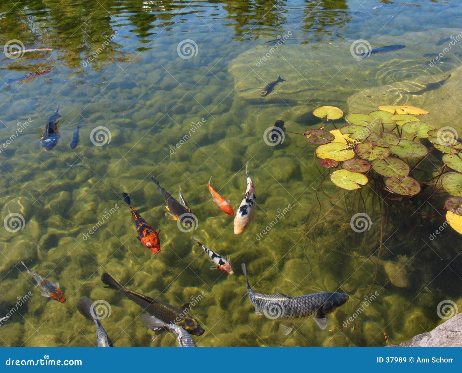 Coy Fish stock image. Image of water, rock, pads, pond, lilly - 37989