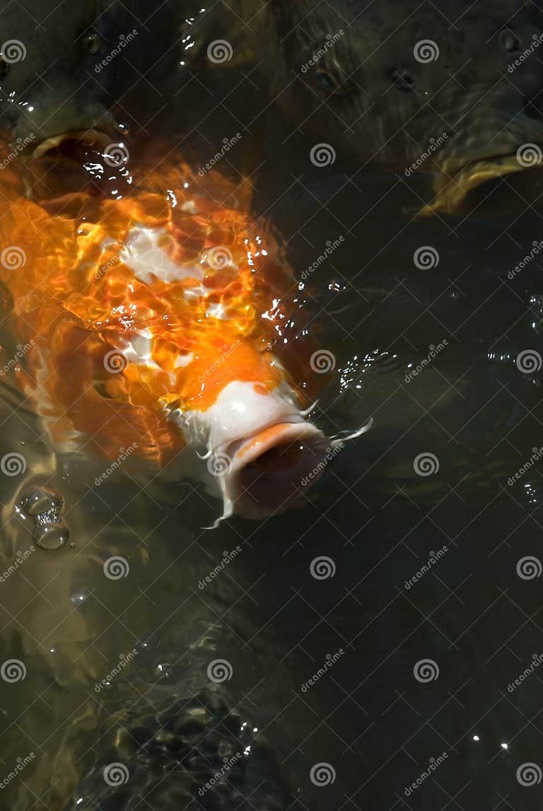 Coy Fish Feeding stock image. Image of marine, feeding - 10208007