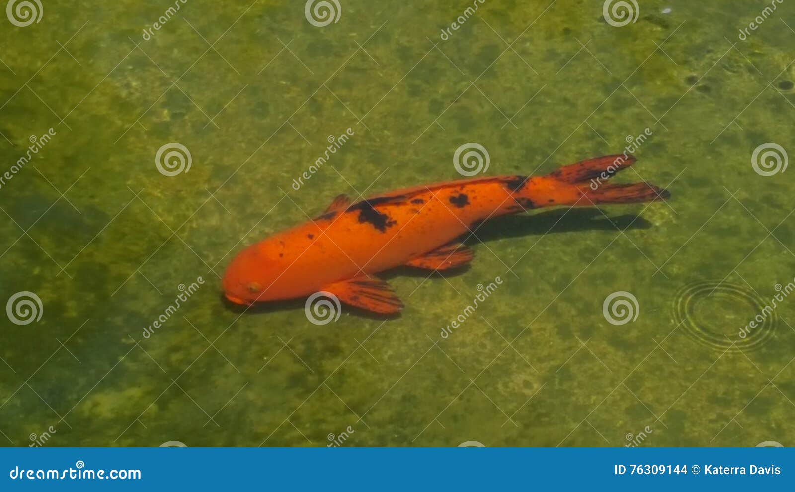 Coy fish stock photo. Image of pond, fish, black, orange - 76309144