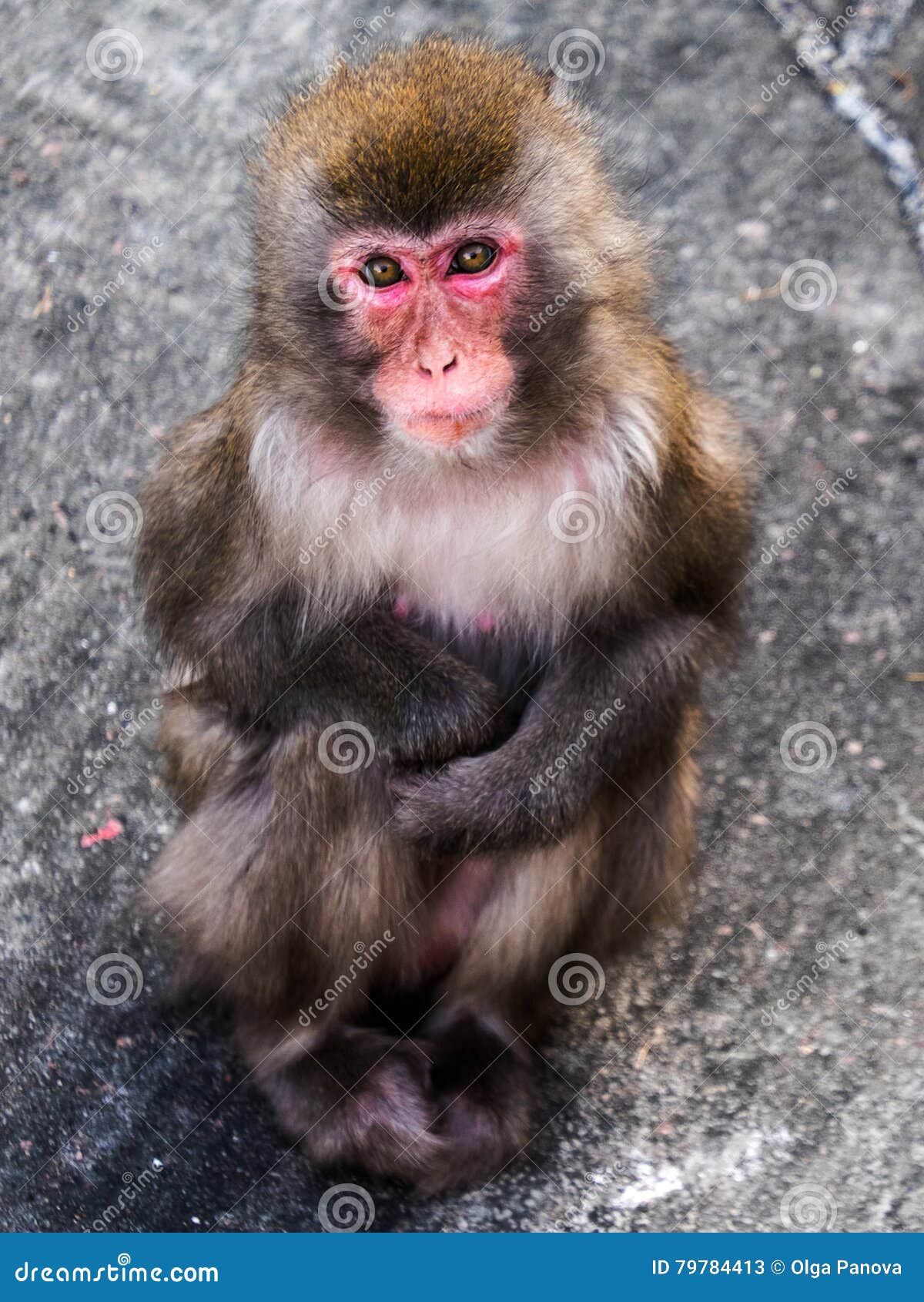 Coy stock image. Image of animal, wildlife, nostrils - 79784413