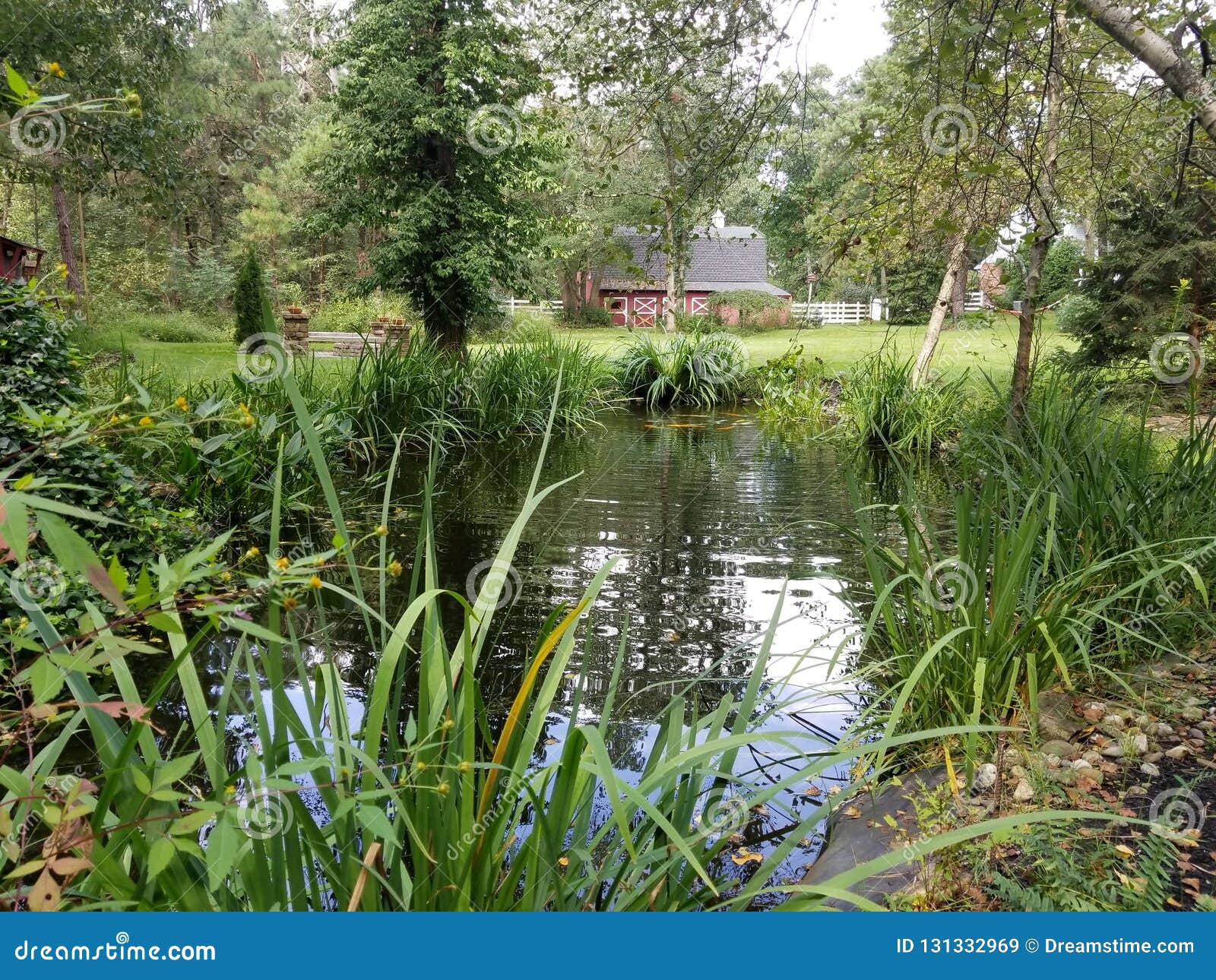 Coy pond stock image. Image of backyard, view, lake - 131332969