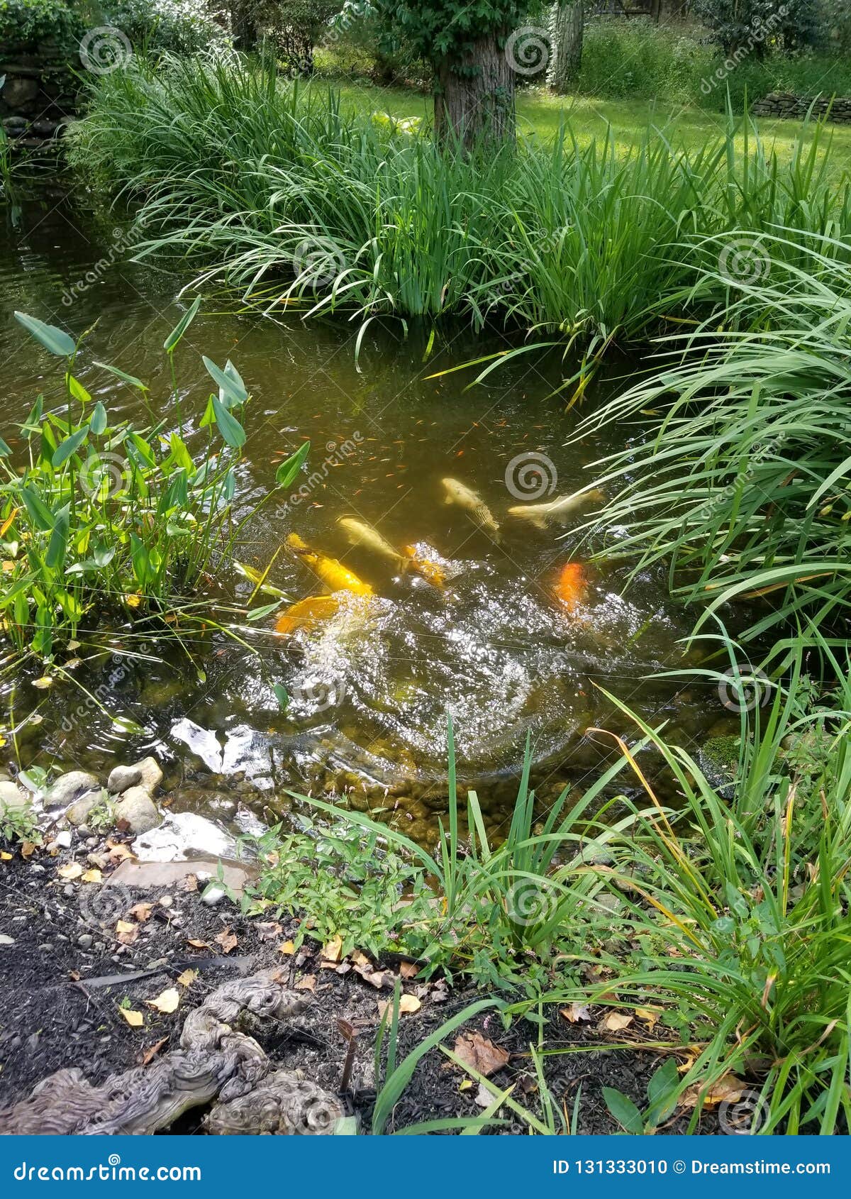 Coy pond stock photo. Image of lake, pond, backyard - 131333010