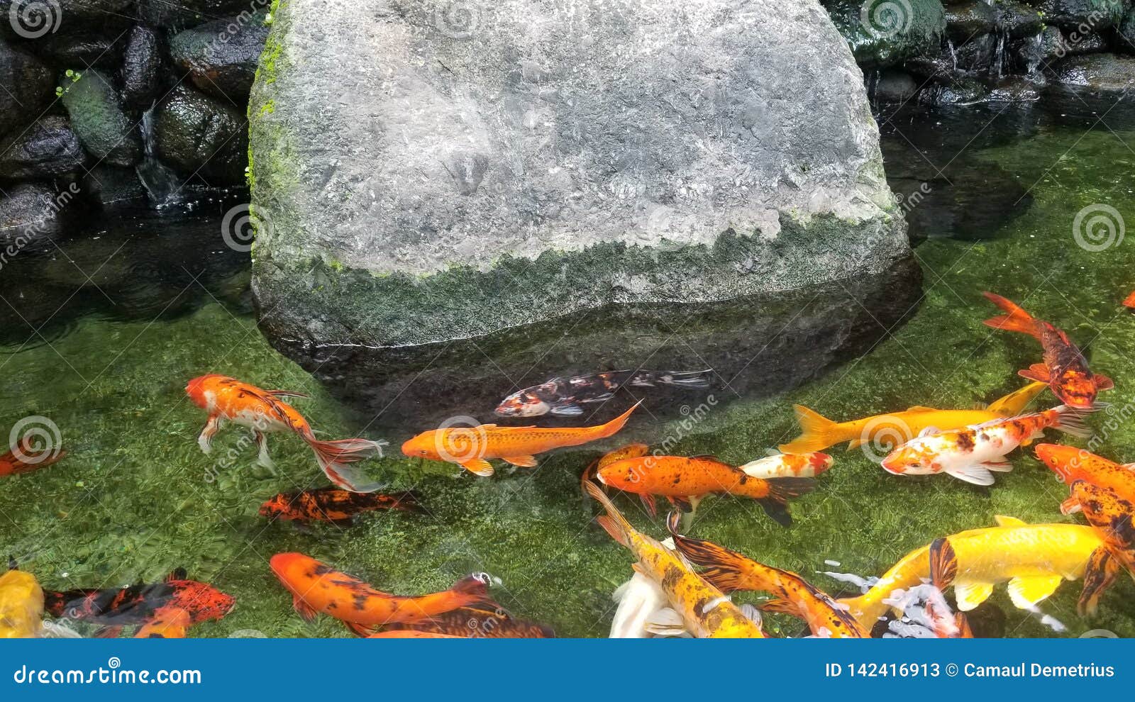 Pond With Goldfish Or Golden Carp Japanese Name-koi Fish, Nishikigoi ...