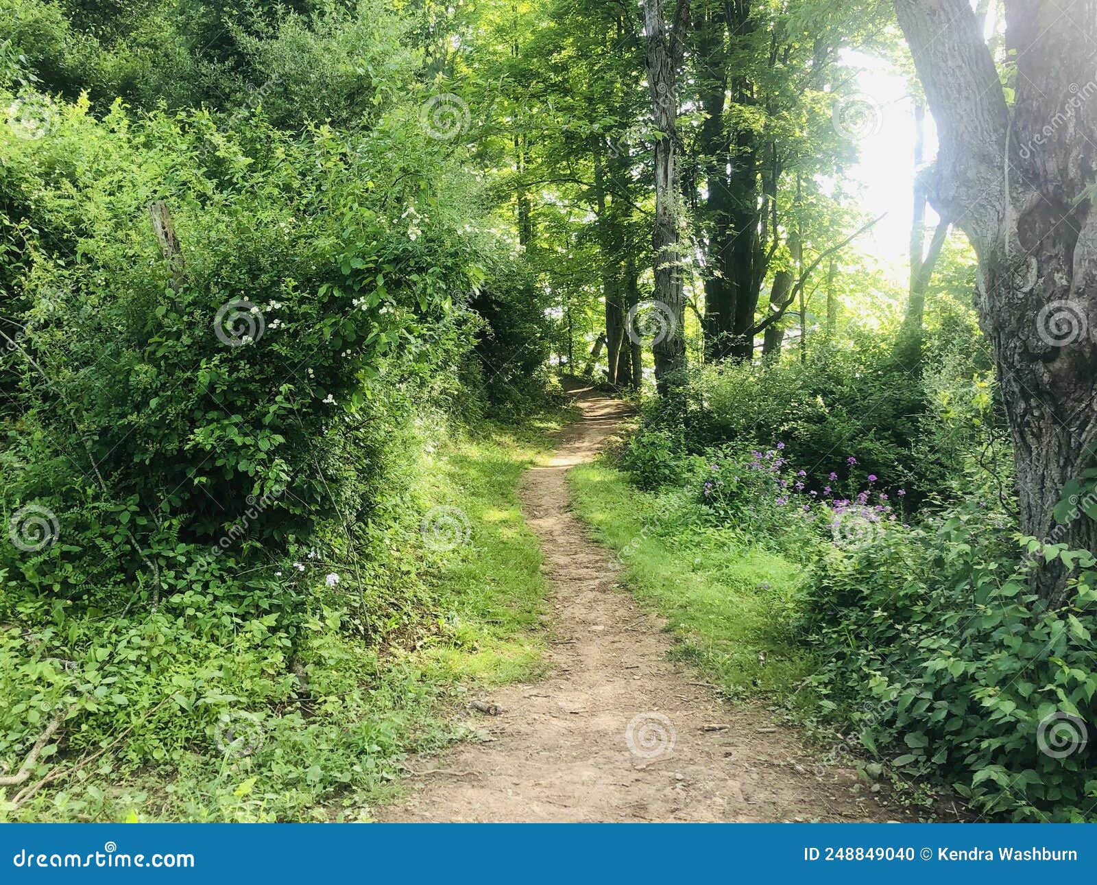 Coyler Lake in PA stock photo. Image of bald, ducks - 248849040
