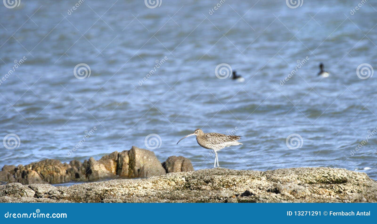 Coyness stock image. Image of protection, brown, abandoned - 13271291