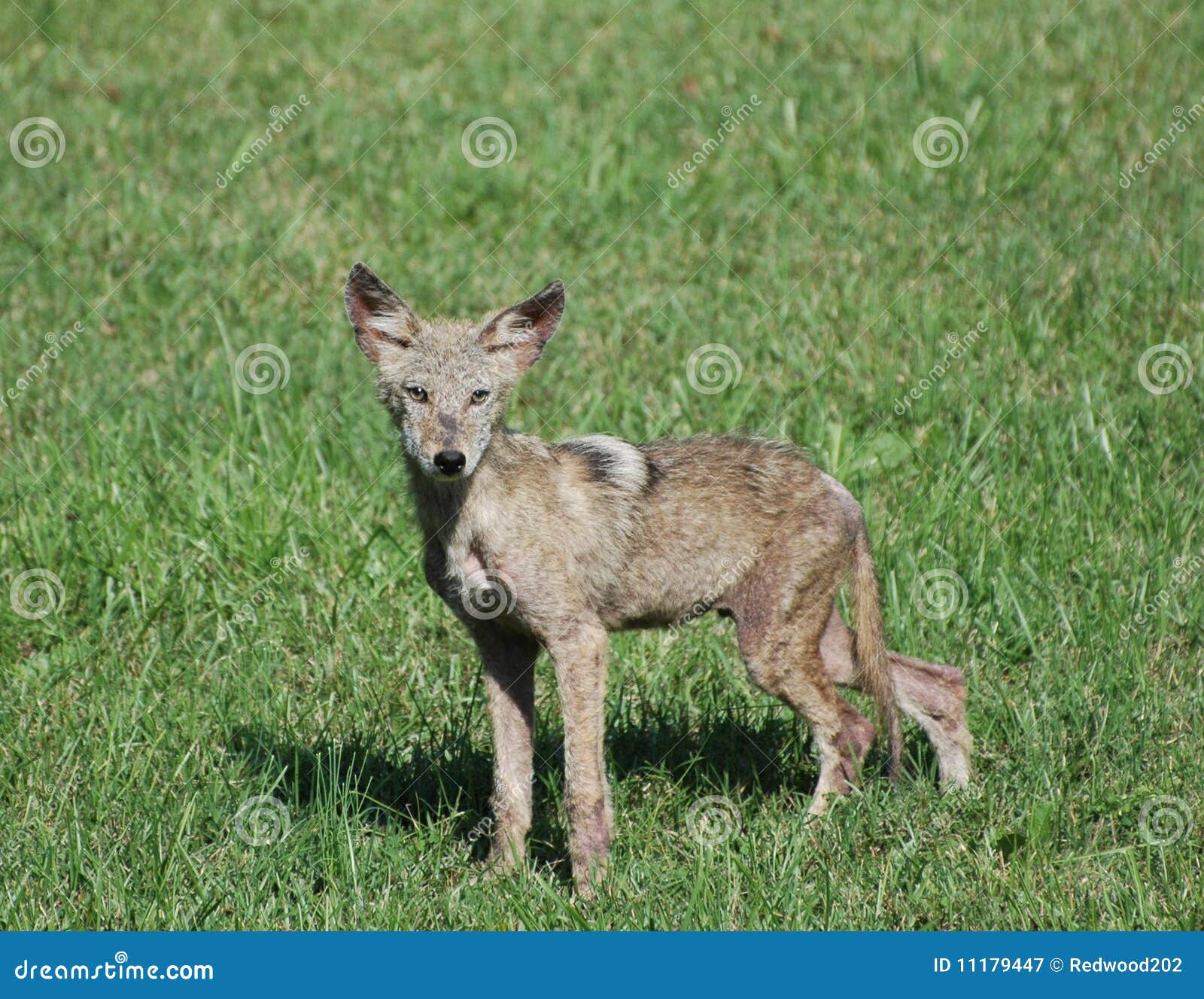 Coyote stock image. Image of ears, young, eyes, wildlife - 11179447