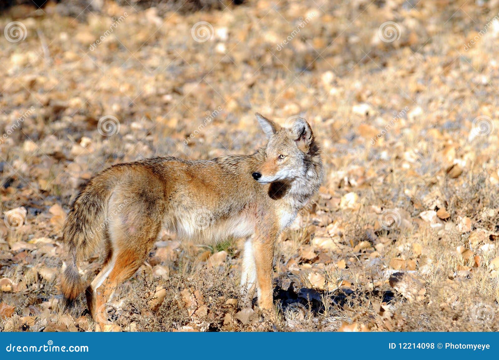Coyote stock photo. Image of lookout, animal, open, wildlife - 12214098