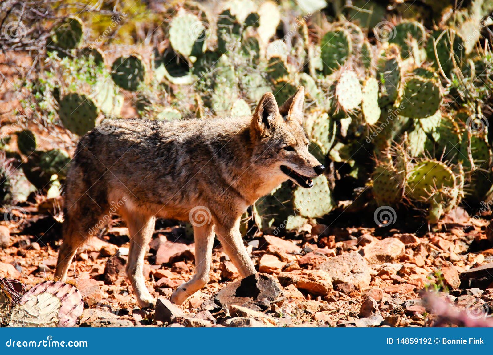 Coyote stock photo. Image of coyote, cactus, canine, closeup - 14859192