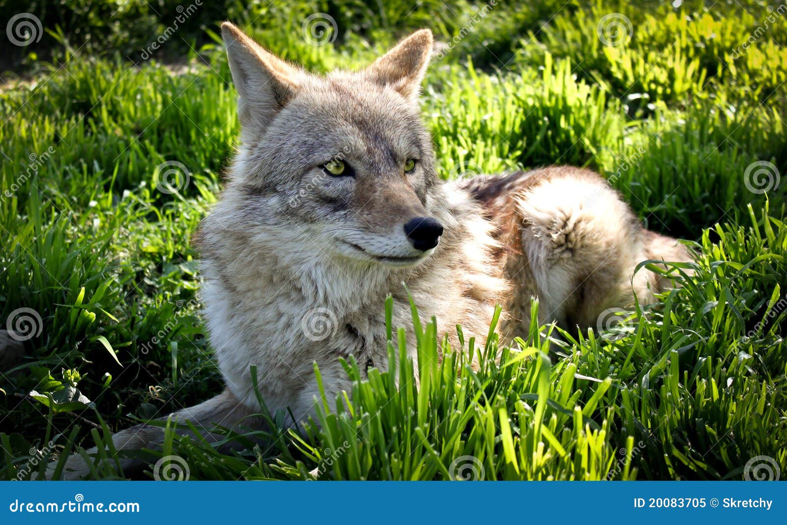 Coyote stock image. Image of wild, green, chilling, sunny - 20083705