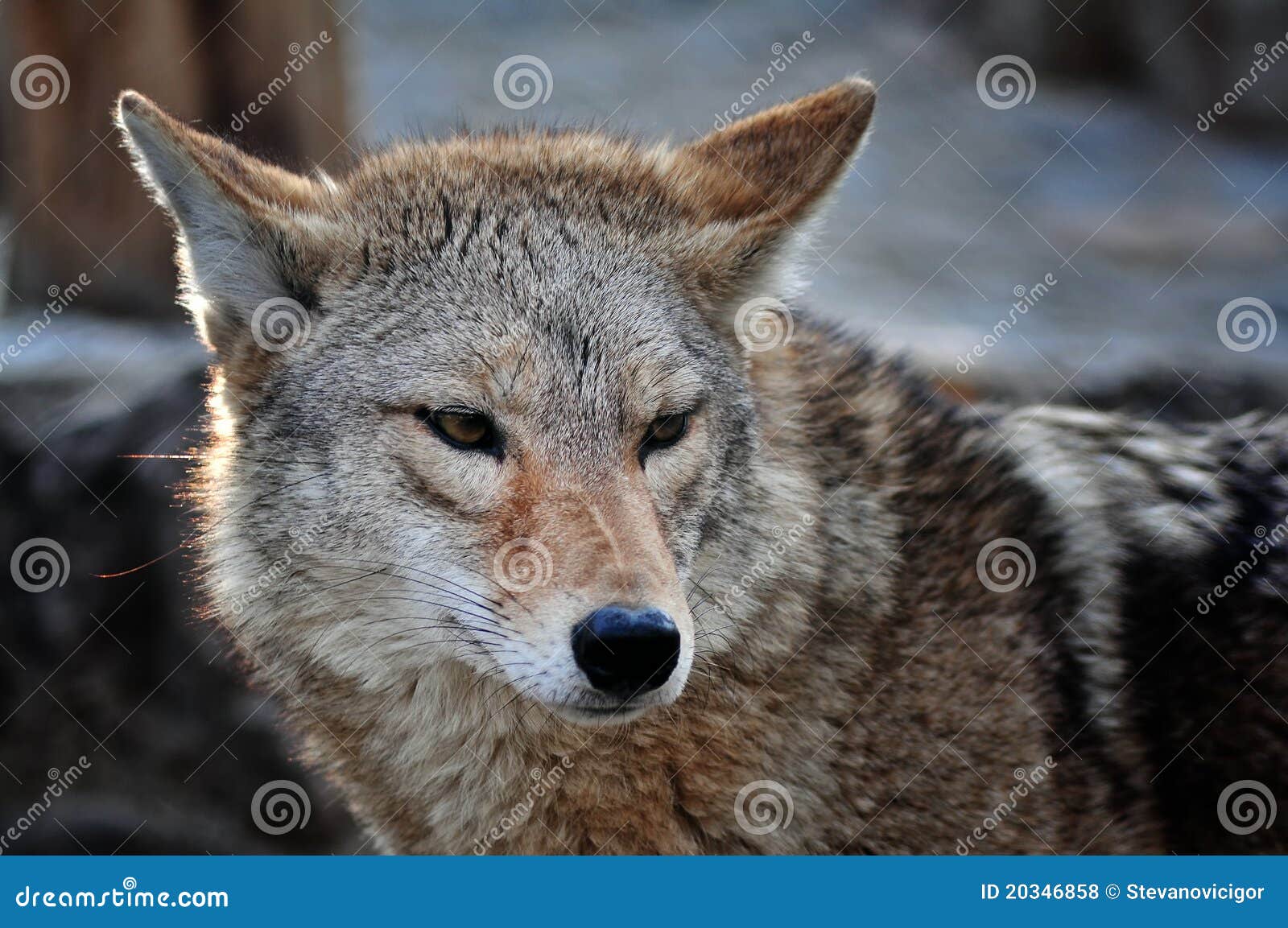 Coyote stock photo. Image of nature, grey, wildlife, wilderness - 20346858