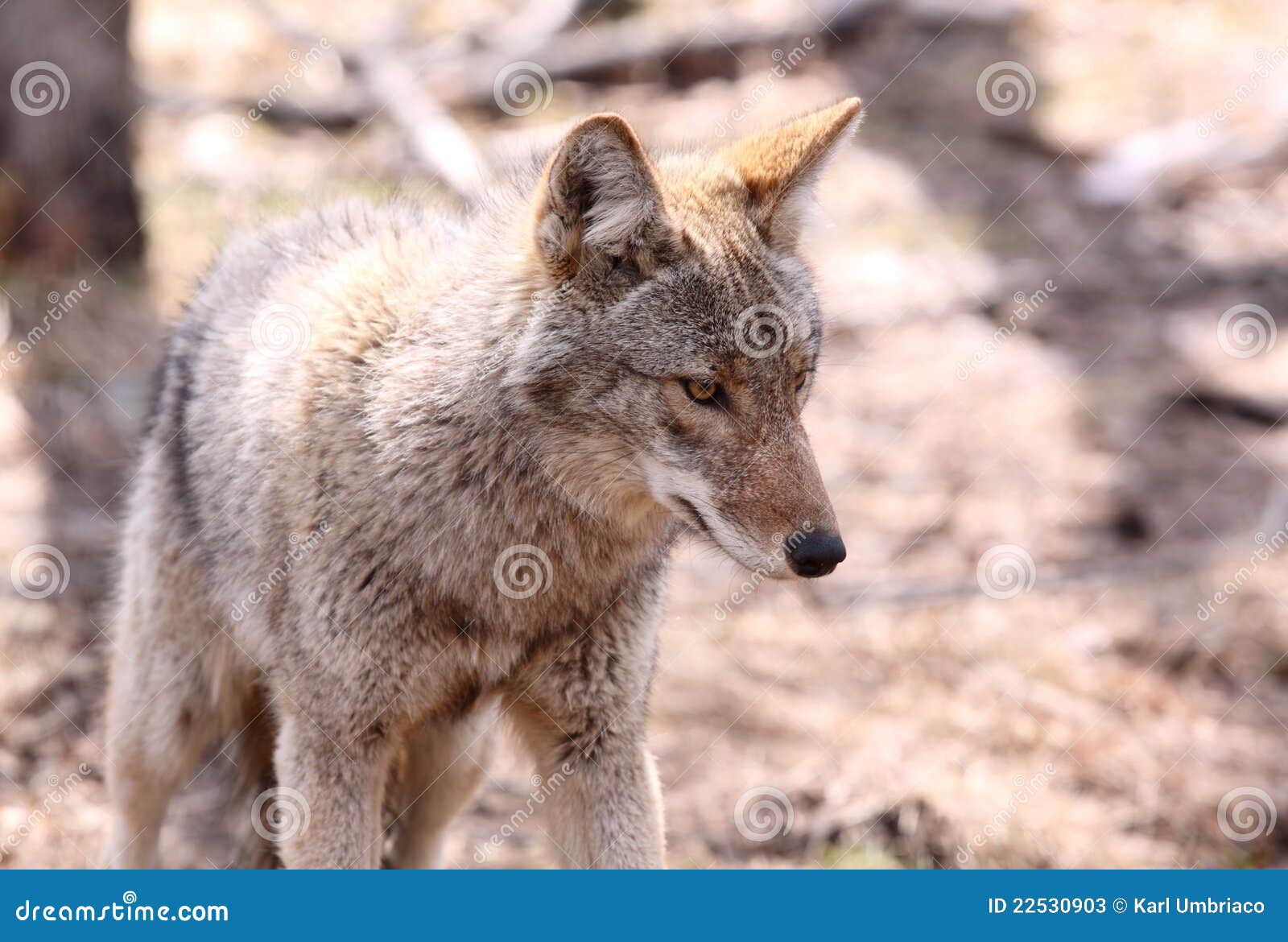 Coyote stock image. Image of nature, quebec, canada, mammal - 22530903