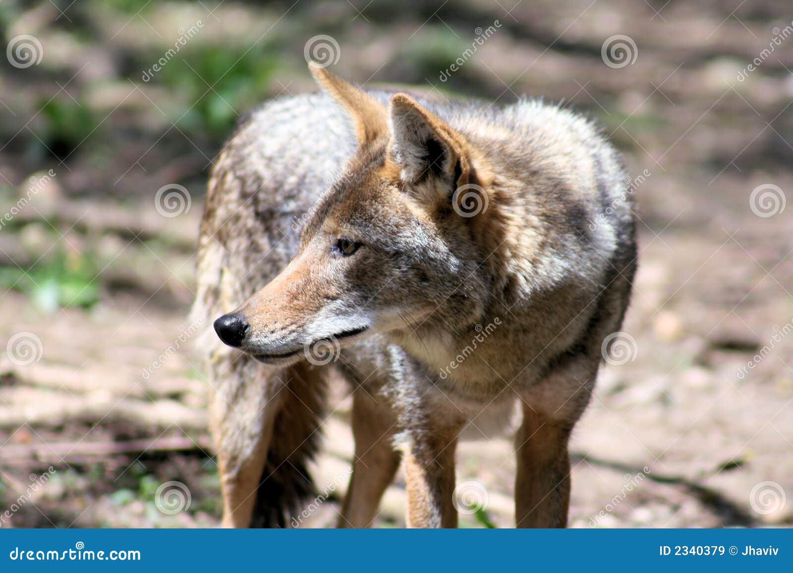 Coyote Royalty Free Stock Images - Image: 2340379