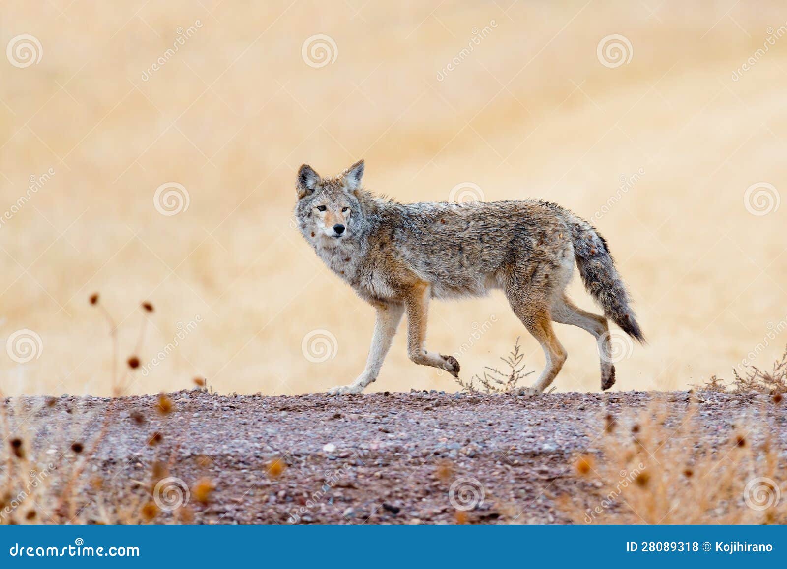 Coyote stock photo. Image of area, wild, field, alertness - 28089318