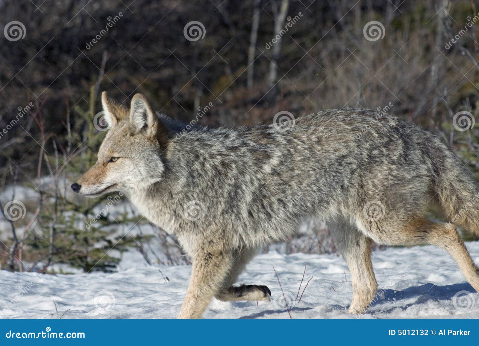 Coyote stock photo. Image of coyote, north, animal, winter - 5012132